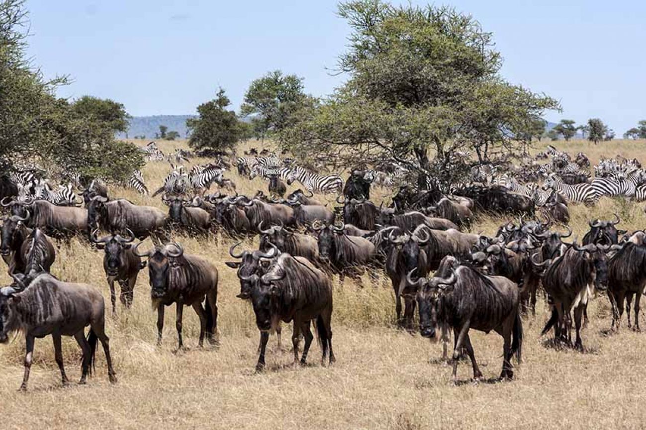 Serengeti National Park - White Snow Travel